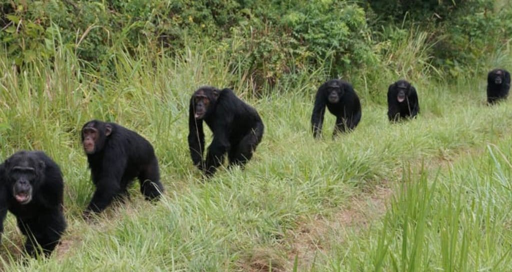 Violence, politics and power struggles in Rise of the Warrior Apes on ...